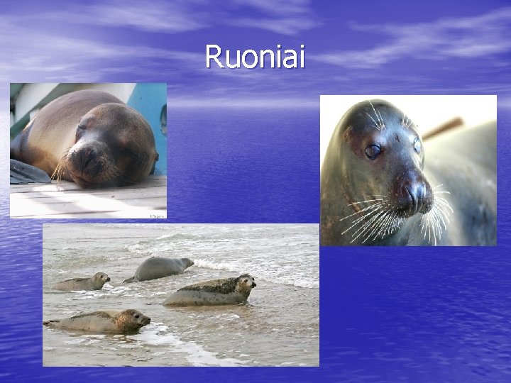 BALTIJOS JROS SVEIKATA Lietuvos Baltijos jra 1 Pradjo