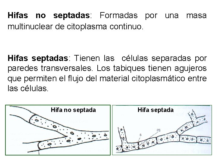 Tema III Micologa Mdica Generalidades de Micologa Colectivo