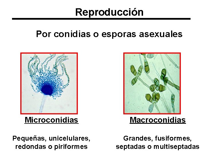 Tema III Micologa Mdica Generalidades de Micologa Colectivo