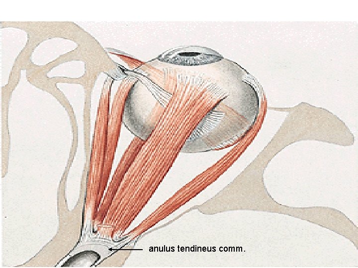 ORGANUM VISUS ZRAKOV STROJ TUNICA FIBROSA BULBI blima