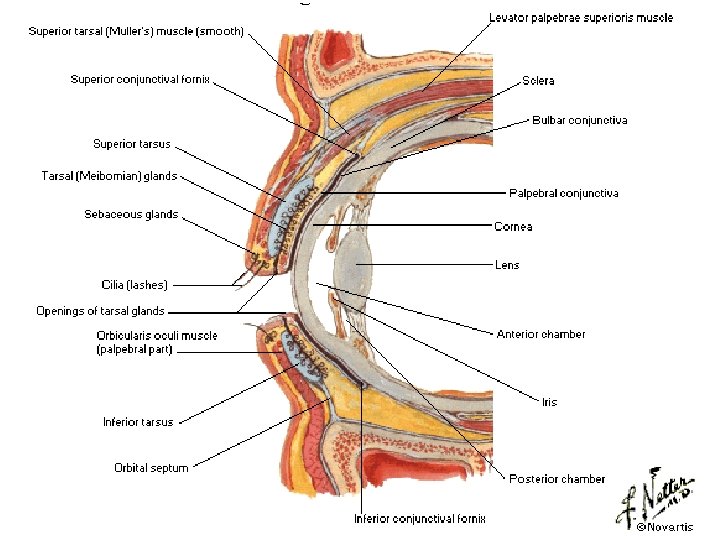 ORGANUM VISUS ZRAKOV STROJ TUNICA FIBROSA BULBI blima