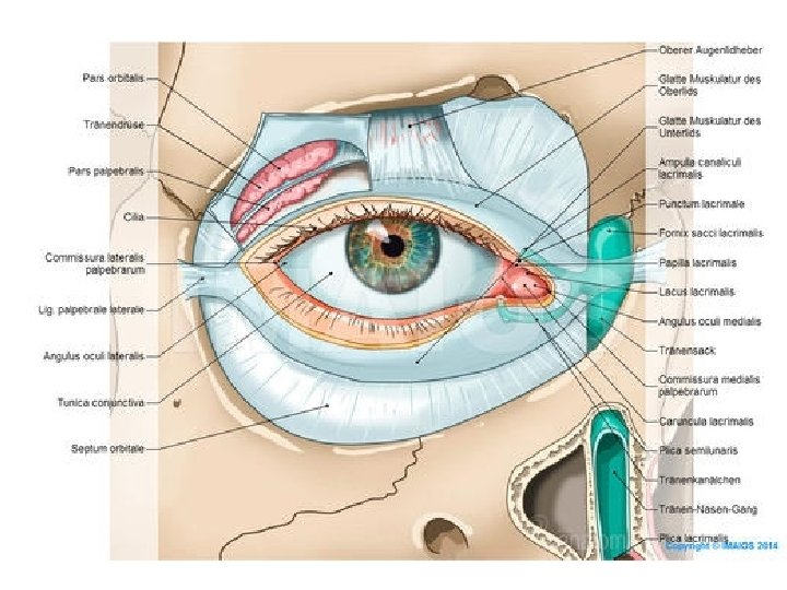 ORGANUM VISUS ZRAKOV STROJ TUNICA FIBROSA BULBI blima