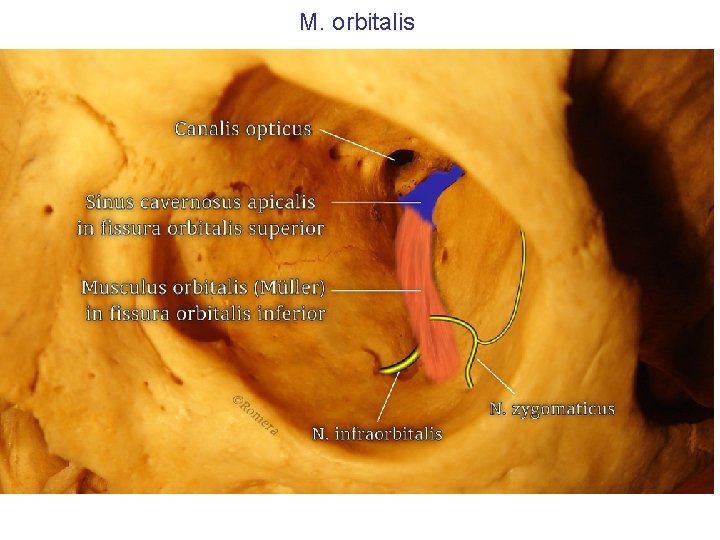 ORGANUM VISUS ZRAKOV STROJ TUNICA FIBROSA BULBI blima