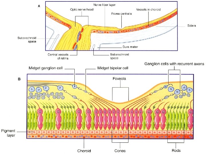 ORGANUM VISUS ZRAKOV STROJ TUNICA FIBROSA BULBI blima