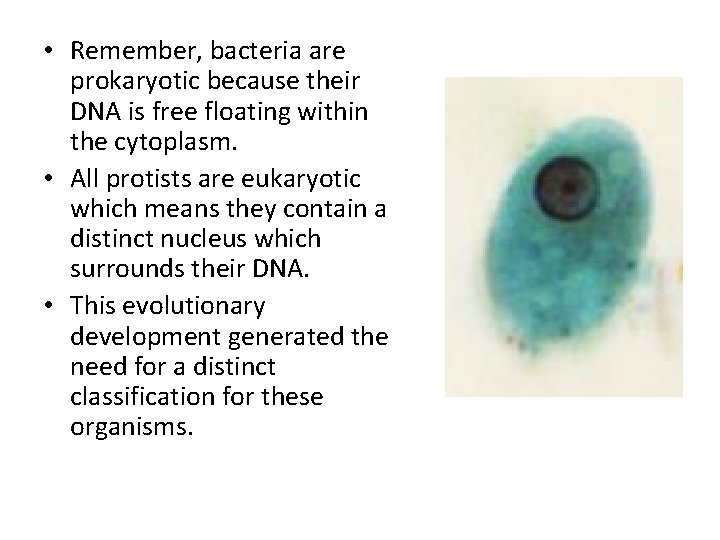 Protists Recap of Bacteria and Intro to Protists