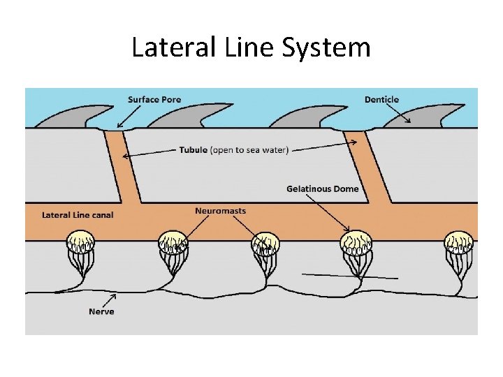 The Fishes Vertebrate Success in Water Evolutionary Perspective