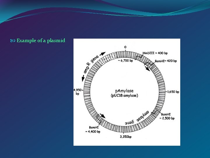 Biotechnology 349 Sources of DNA Sources of DNA