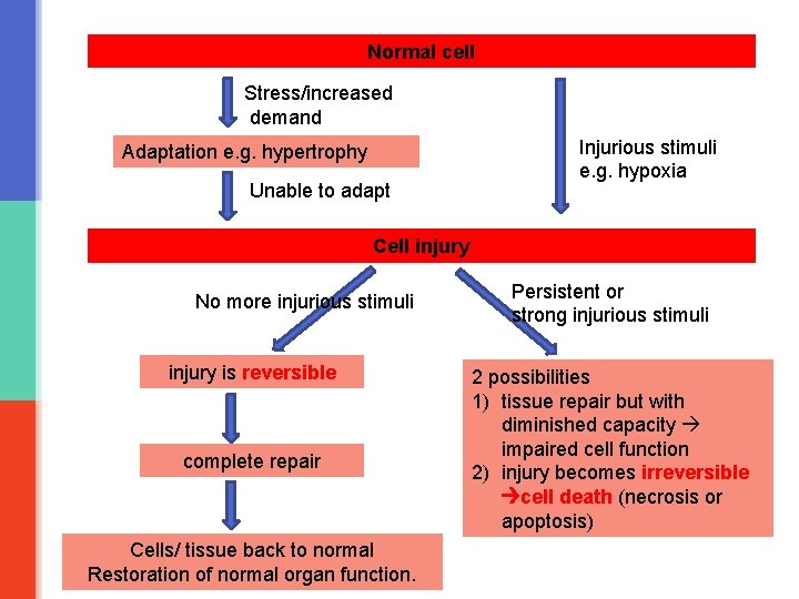 PATHOLOGY Chapter CELL INJURY for first year medical