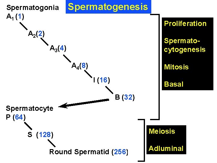Animal Science 434 Spermatogenesis Production of Fertile Sperm