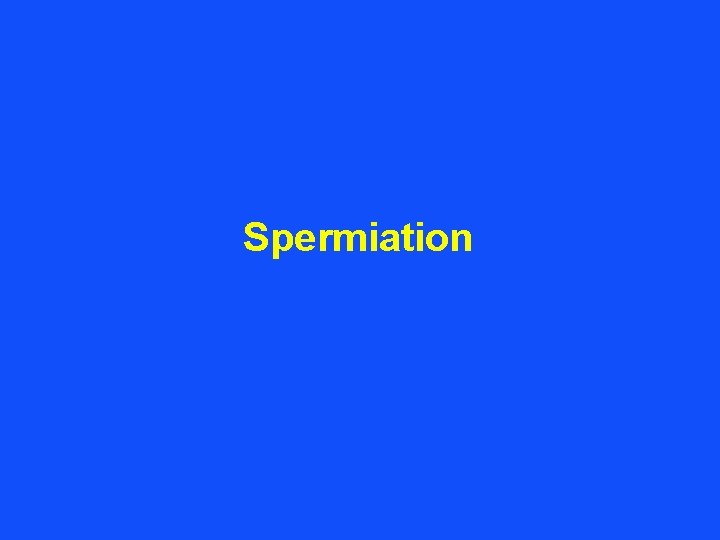 Animal Science 434 Spermatogenesis Production of Fertile Sperm