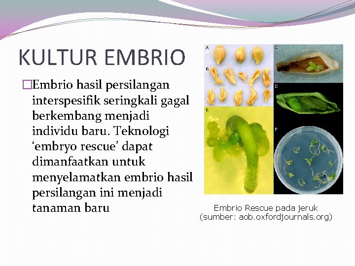 PEMULIAAN TANAMAN MODUL 9 PERAN BIOTEKNOLOGI DALAM PEMULIAAN