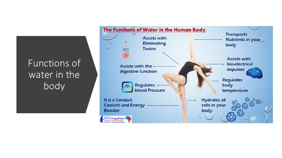 Training manual Understanding the importance of hydration Functions