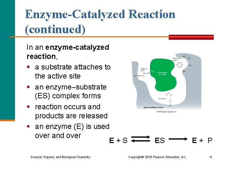 Chapter 20 Enzymes and Vitamins 20 2 Enzyme