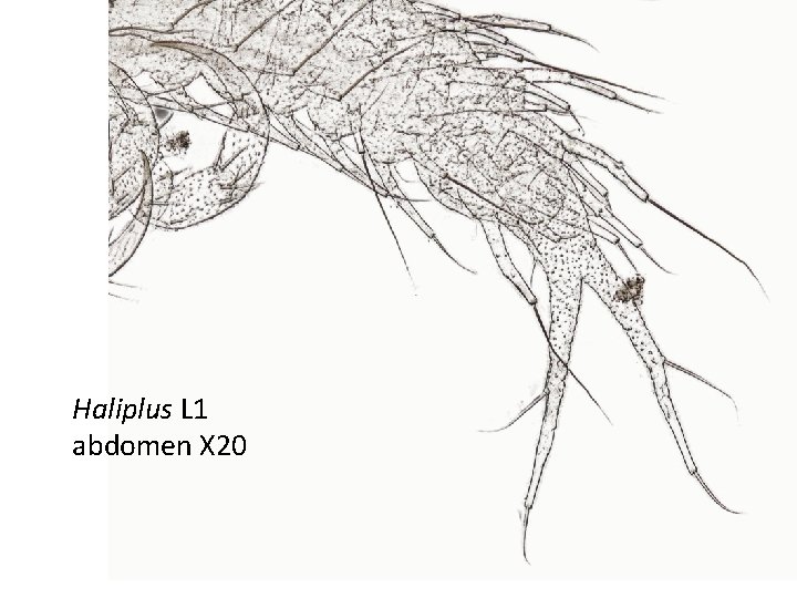 About homology of Haliplus Latreille 1802 larvae postanal