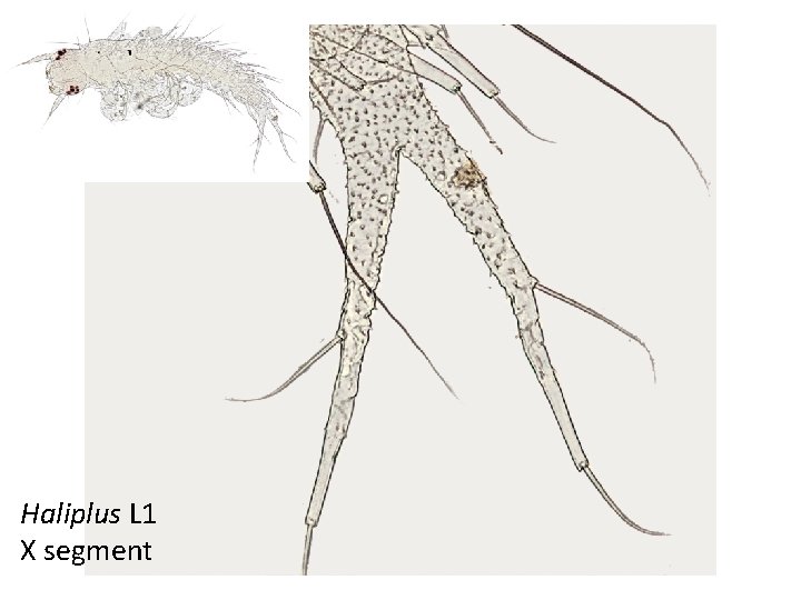 About homology of Haliplus Latreille 1802 larvae postanal