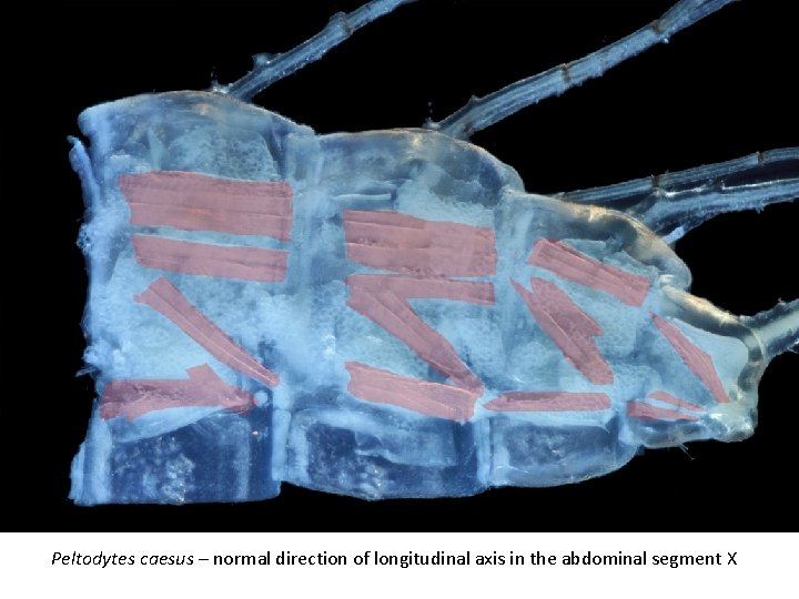 About homology of Haliplus Latreille 1802 larvae postanal