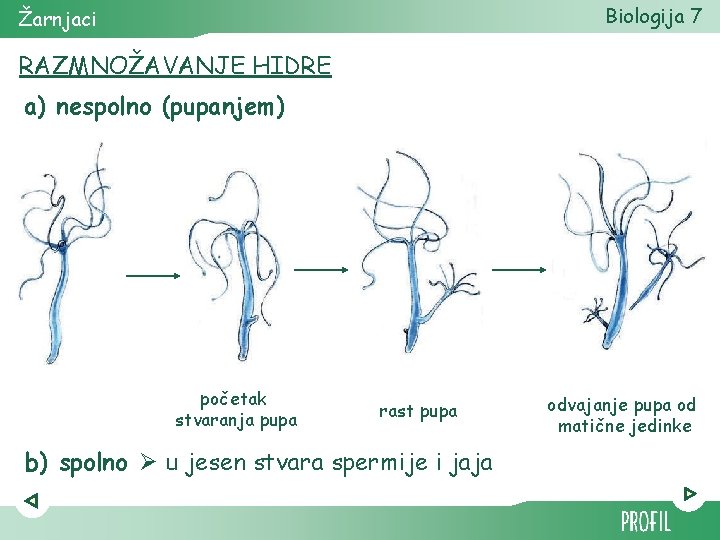 Biologija 7 arnjaci ARNJACI Biologija 7 arnjaci neki