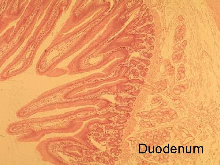 Human Anatomy and Physiology Histology Slide Set 2