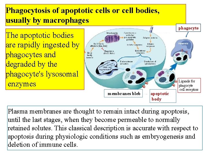 General Pathology ClinicoPathologic Correlations Selected Examples of Cell