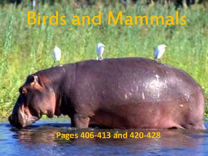 Birds and Mammals Pages 406 413 and 420