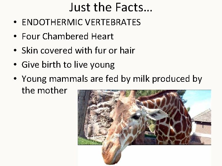 Birds and Mammals Pages 406 413 and 420