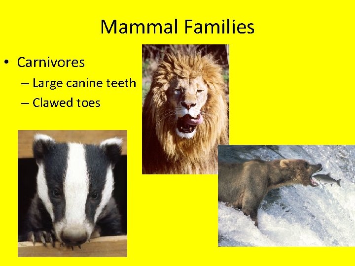 Birds and Mammals Pages 406 413 and 420