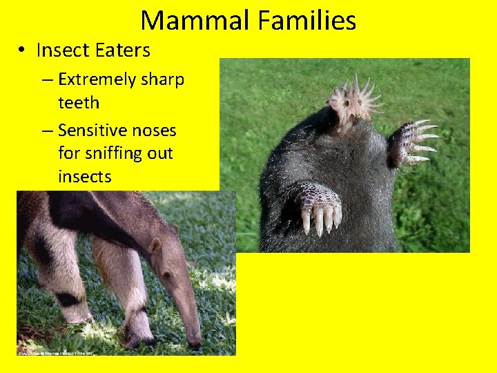Birds and Mammals Pages 406 413 and 420