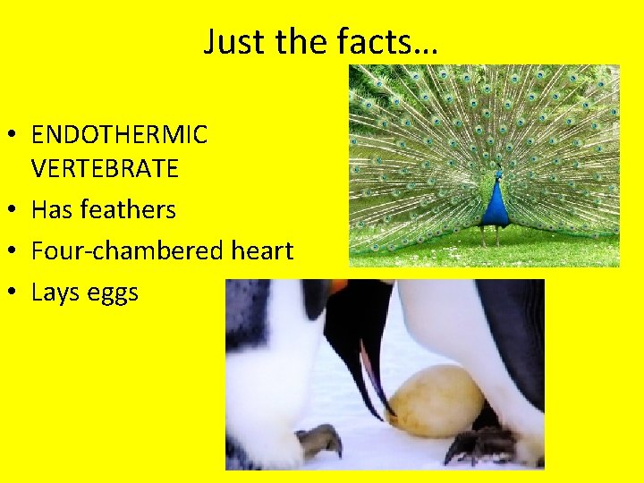 Birds and Mammals Pages 406 413 and 420