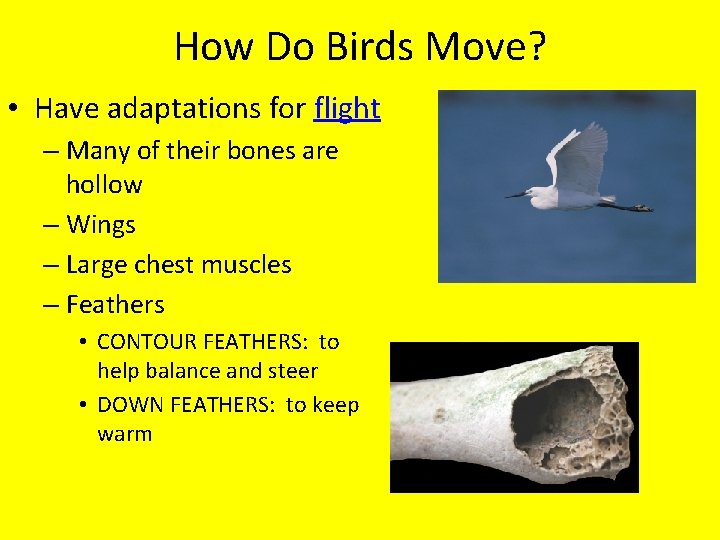Birds and Mammals Pages 406 413 and 420