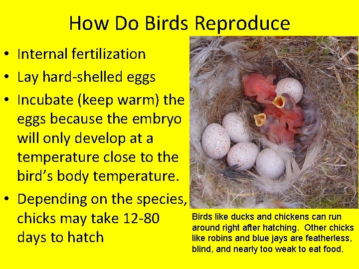 Birds and Mammals Pages 406 413 and 420