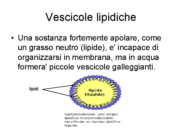 La membrana plasmatica 4 lezione struttura Tutte le