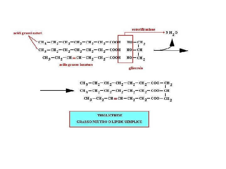 La membrana plasmatica 4 lezione struttura Tutte le
