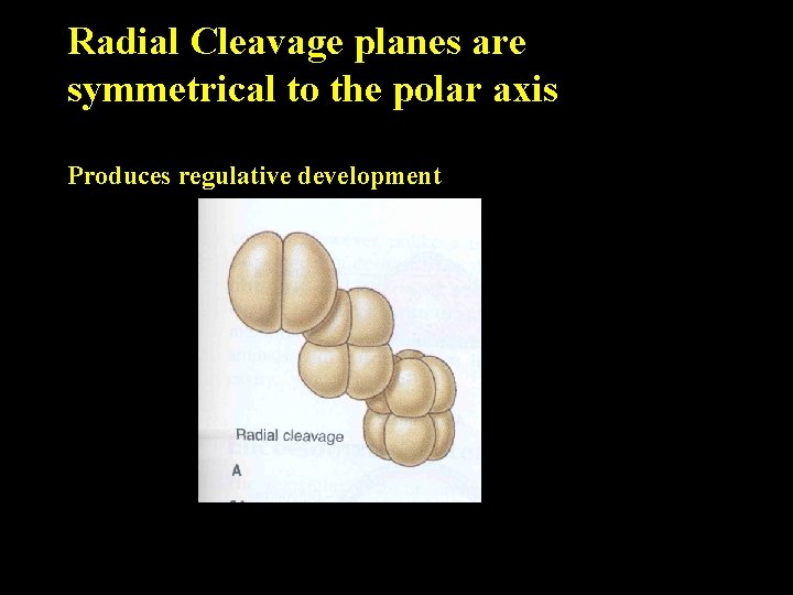 Gnathiferans and Smaller Lophotrochozoans Chapter 9 Protostomes ...