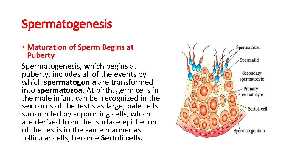 General Embryology Spermatogenesis Dr Ruqaya Alsmak Senior Embryologist