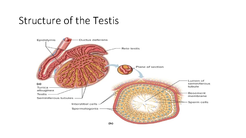 General Embryology Spermatogenesis Dr Ruqaya Alsmak Senior Embryologist