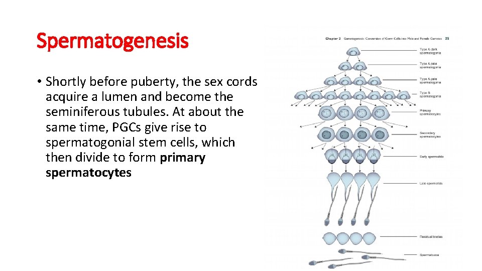 General Embryology Spermatogenesis Dr Ruqaya Alsmak Senior Embryologist
