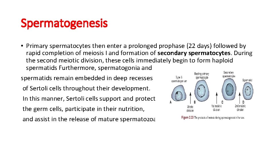 General Embryology Spermatogenesis Dr Ruqaya Alsmak Senior Embryologist