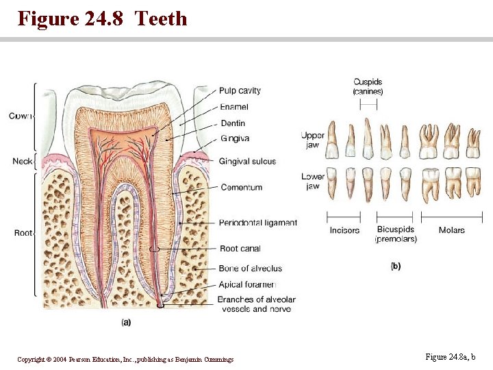 Anatomy Physiology SIXTH EDITION Chapter 24 part 2