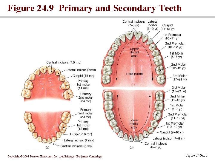 Anatomy Physiology SIXTH EDITION Chapter 24 part 2