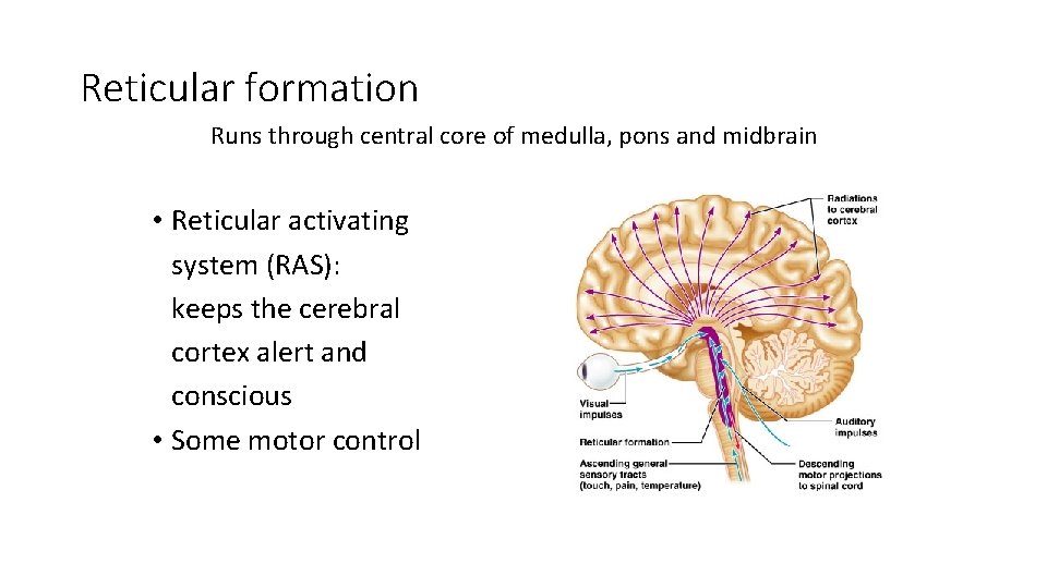 Functional brain systems as opposed to anatomical ones