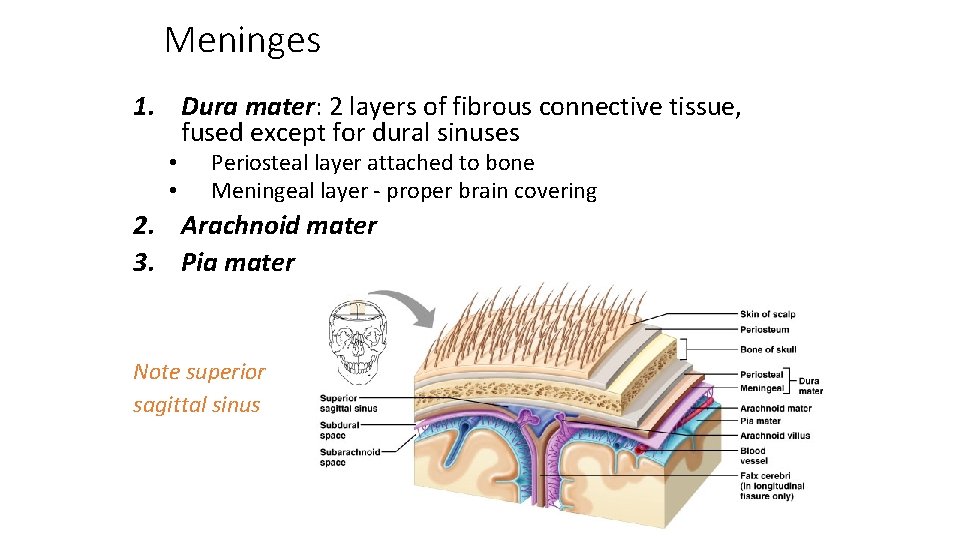 Functional brain systems as opposed to anatomical ones