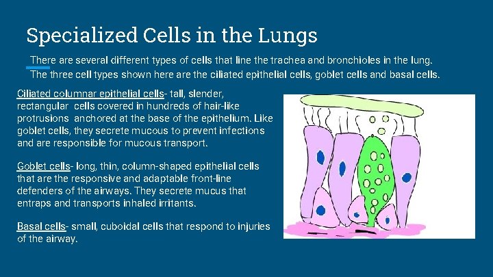 The Respiratory System Amy Nelson Jack Mc Cormick
