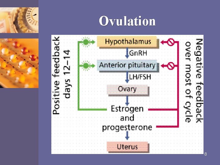 Oral Contraceptives Estrogen and Progestin Hormones chemical messenger