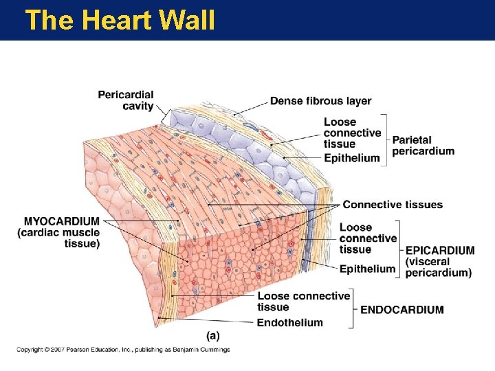 12 The Cardiovascular System The Heart Hearts Place