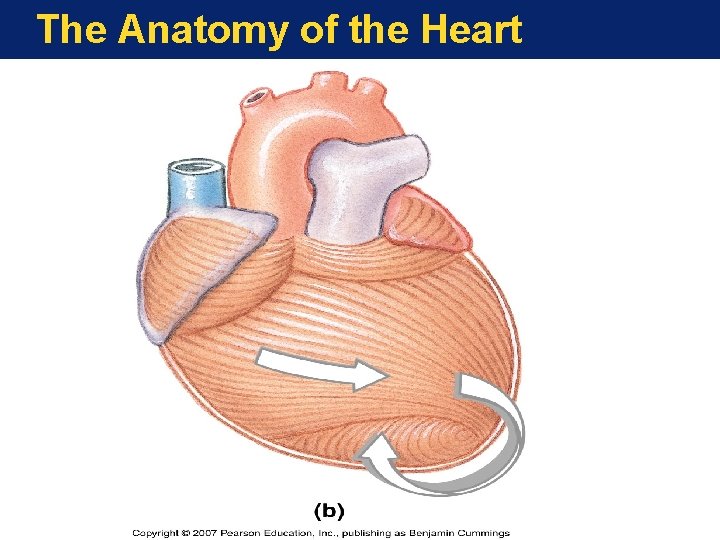 12 The Cardiovascular System The Heart Hearts Place