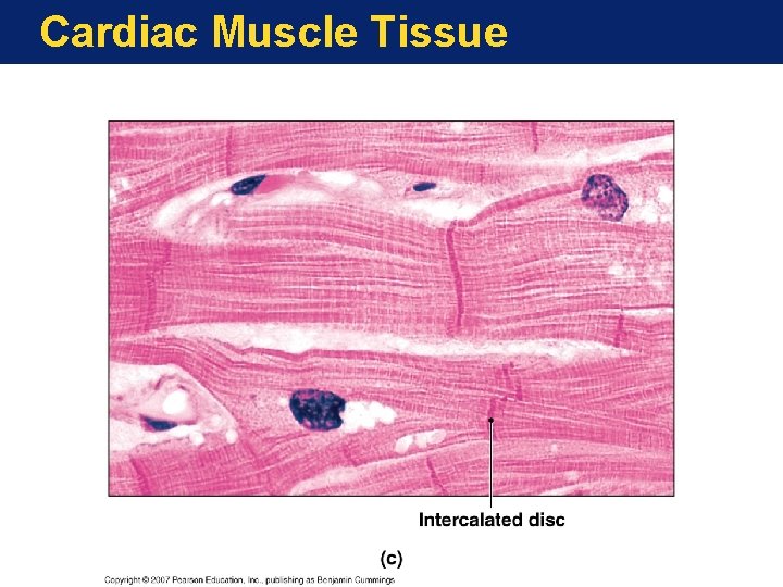 12 The Cardiovascular System The Heart Hearts Place