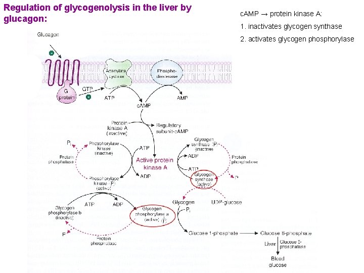 Regulation of carbohydrate metabolism Alice Skoumalov Glycolysis ...