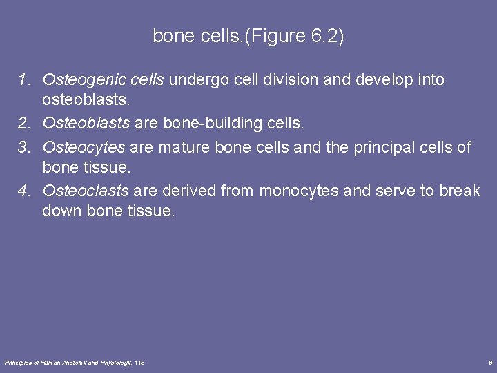 Chapter 6 The Skeletal System Bone Tissue Lecture