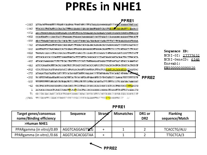 Computational identification and experimental validation of PPRE motifs