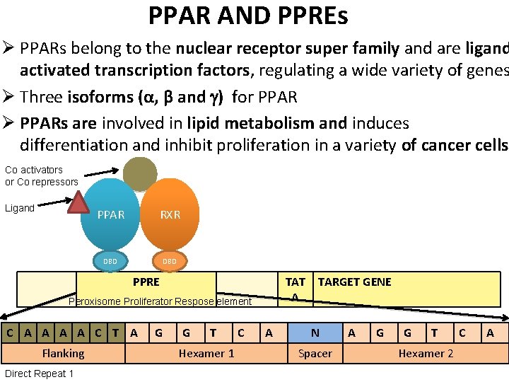 Computational identification and experimental validation of PPRE motifs